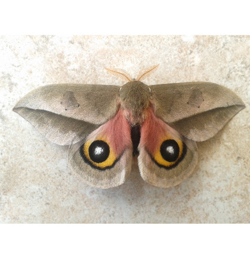 Giant Silkworm | Project Noah