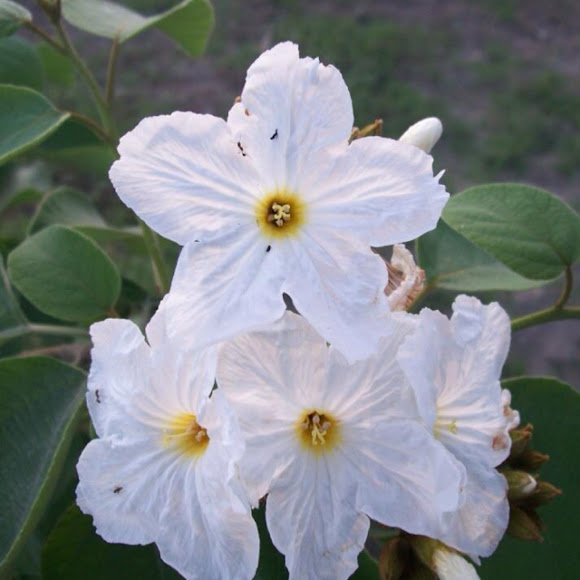 Anacahuita | Project Noah