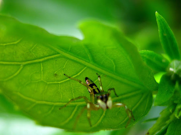 Shiny Jumping Spider | Project Noah