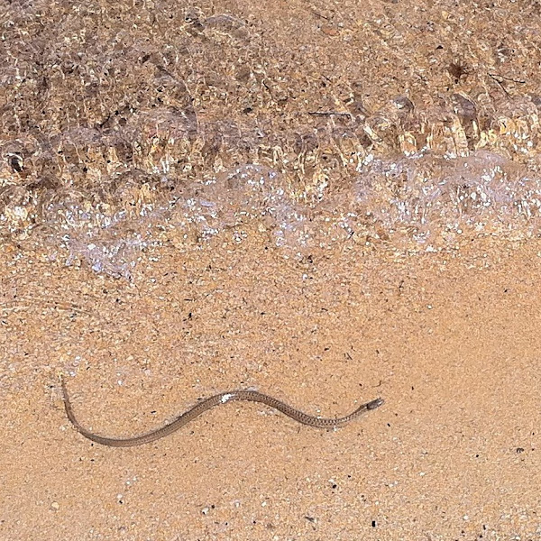 Garter Snake | Project Noah