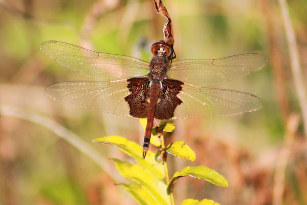 Red Saddlebags Dragonfly | Project Noah