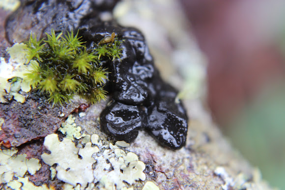 Black Jelly Roll Fungus | Project Noah