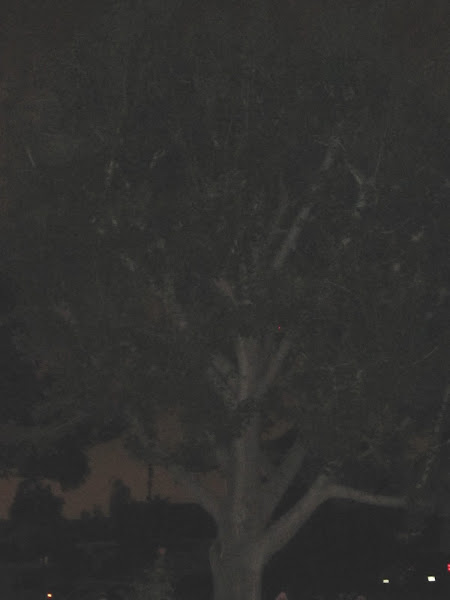 Unknown tree | Project Noah