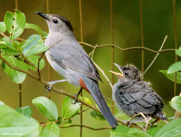 Gray catbird, parents tending fledgling | Project Noah