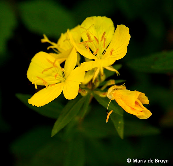 Southern sundrops | Project Noah