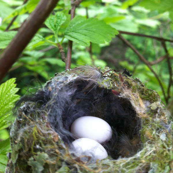 Anna's Hummingbird Nest w/ 2 Eggs | Project Noah