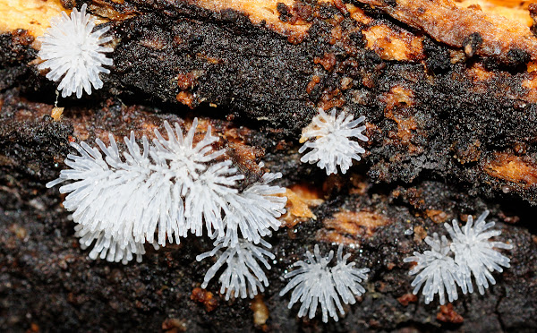 Ceratiomyxa fruticulosa | Project Noah