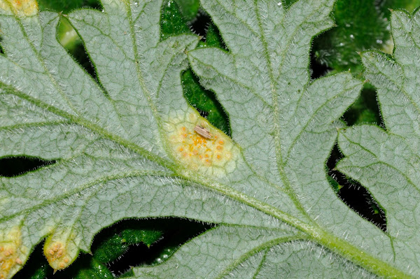 Puccinia sp. | Project Noah