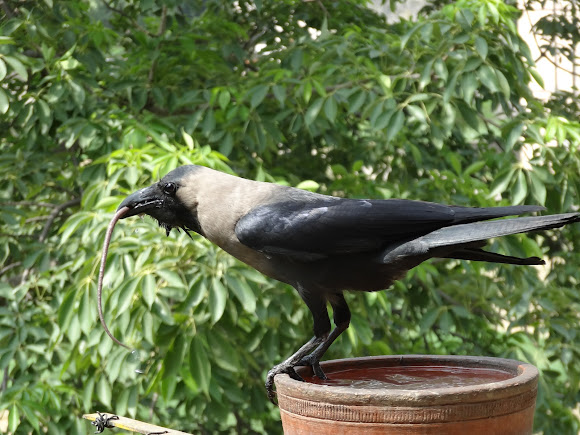 House Crow | Project Noah