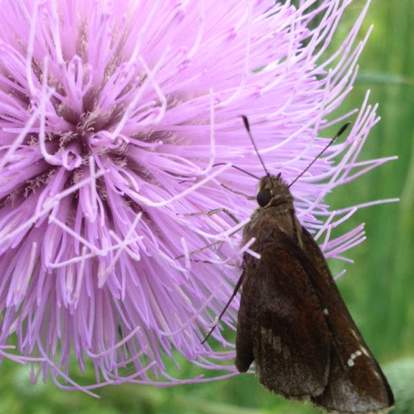 Clouded Skipper | Project Noah