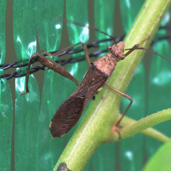 Soybean Pod Bug | Project Noah