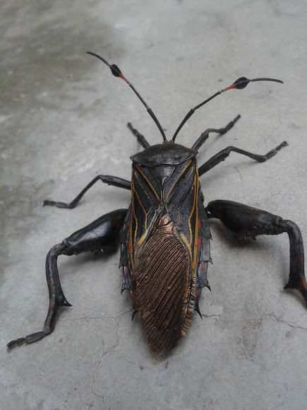 Giant Mesquite Bug - Chinche Gigante del Mesquite | Project Noah