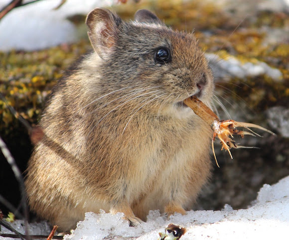 Royle's Pika | Project Noah