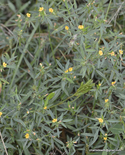 Caribbean stylo, Pencil flower, Mother Segal, Tebeneque | Project Noah