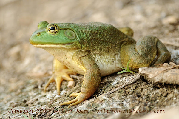 Bull Frog | Project Noah