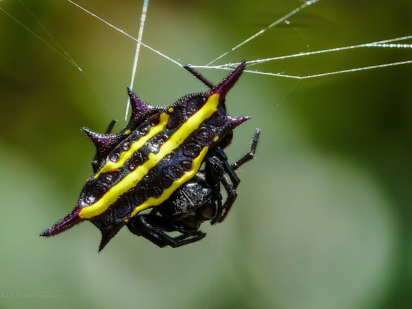 Spiny orb-weaver﻿ | Project Noah