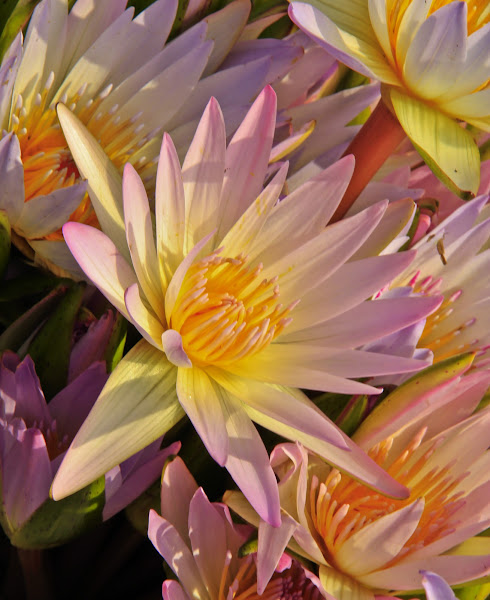 Lotus Flower | Project Noah