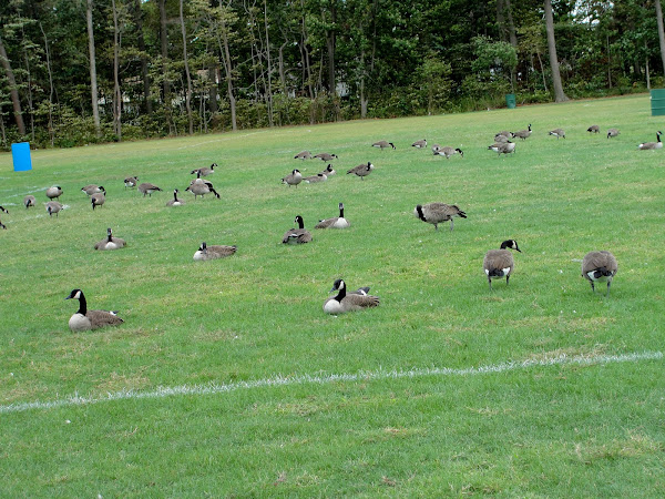 Canada Goose | Project Noah