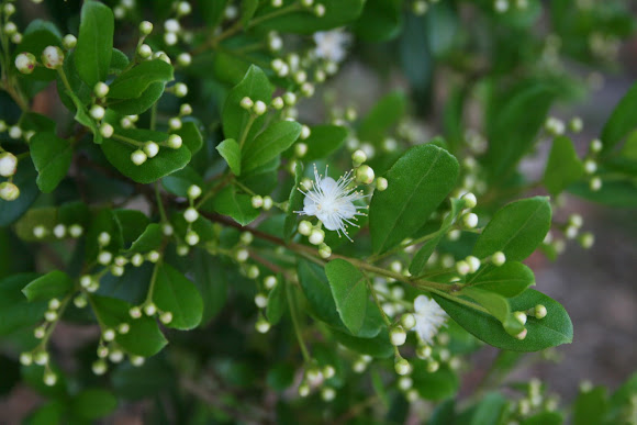 simpson stopper | Project Noah