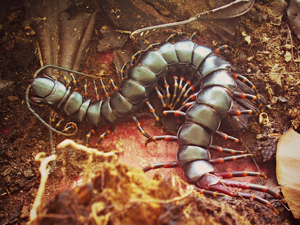 Giant Centipede | Project Noah