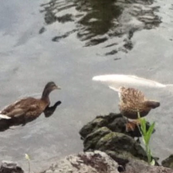 Ducks and a koi fish | Project Noah