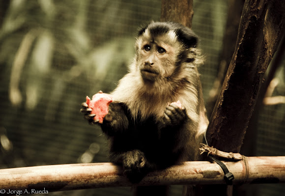 Black-capped Capuchin or Tufted Capuchin | Project Noah