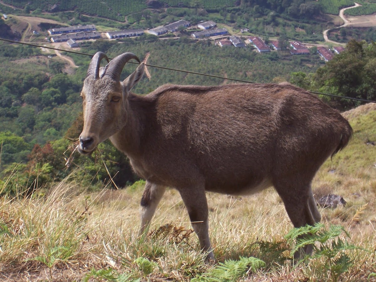 Nilgiri Tahr | Project Noah
