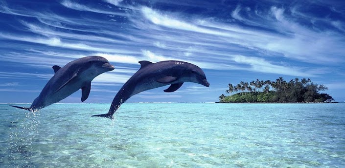 Fondos de pantalla delfines HD - Imagui