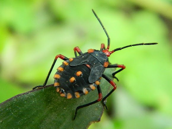 Stink bug nymph | Project Noah