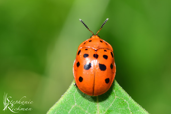 Argus Tortoise Beetle | Project Noah