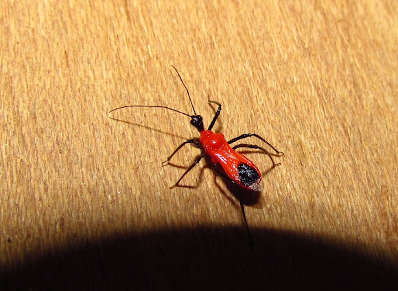 Assasin Bug | Project Noah