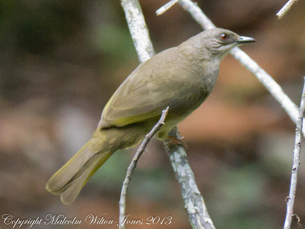 Olive-winged Bulbul | Project Noah