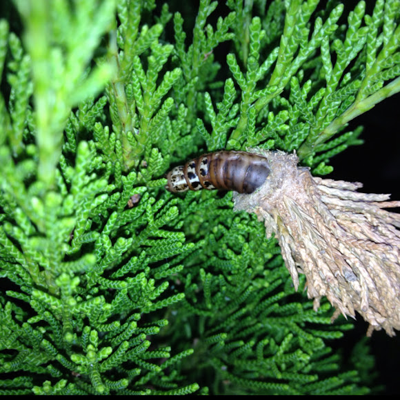 Evergreen Bagworm larvae | Project Noah