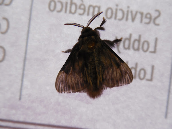Flannel Moth | Project Noah