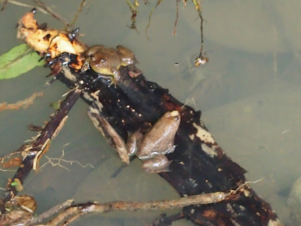 Yellow-bellied puddle frog | Project Noah