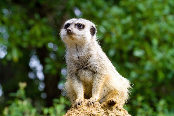 Meerkat | Project Noah