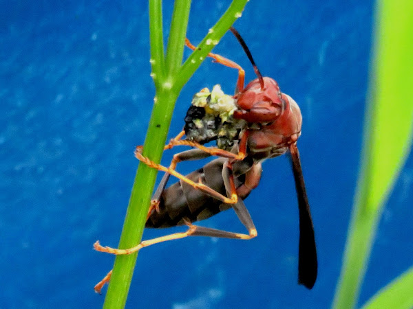 Paper wasp | Project Noah