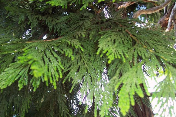 The Vidya Tree{ Cedar Tree} | Project Noah