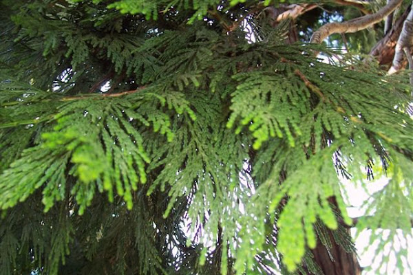 The Vidya Tree{ Cedar Tree} | Project Noah