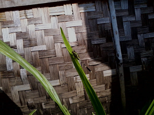 Grasshawk dragonfly | Project Noah