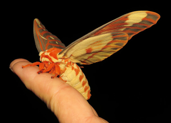 Royal Walnut moth, female | Project Noah