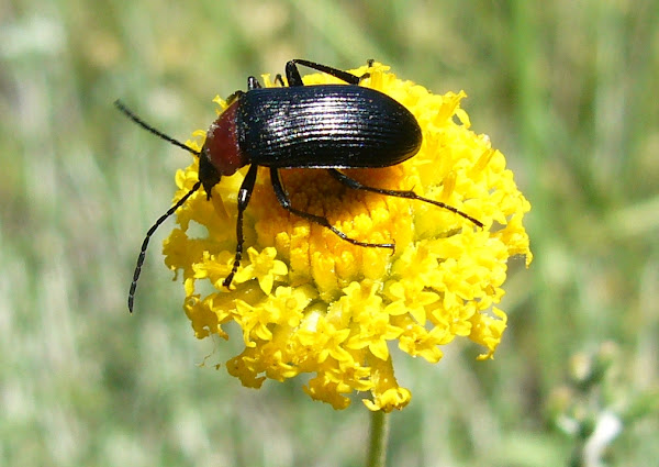 toro de sol | Project Noah