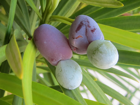 Podocarpus Fruit | Project Noah