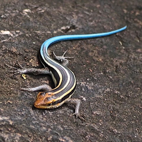 Rainbow Skink | Project Noah