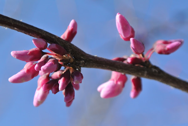 Eastern Redbud Tree (bloom) | Project Noah