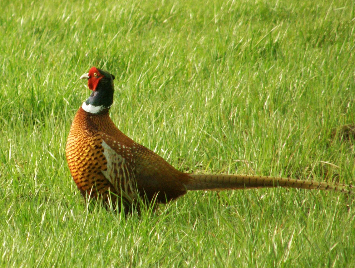Common pheasant | Project Noah