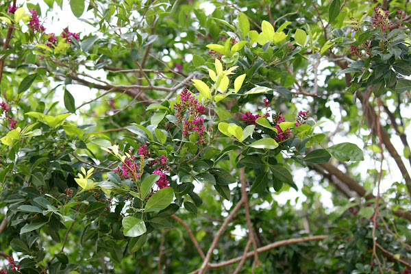 Balché Tree | Project Noah