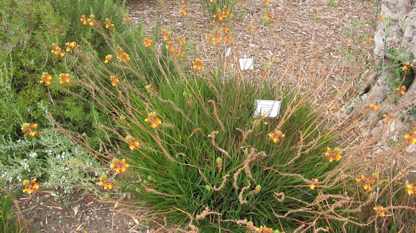 Cape Balsam (Tiny Tangerine) | Project Noah