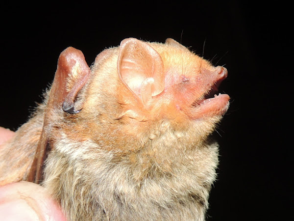 Desert Red Bat | Project Noah