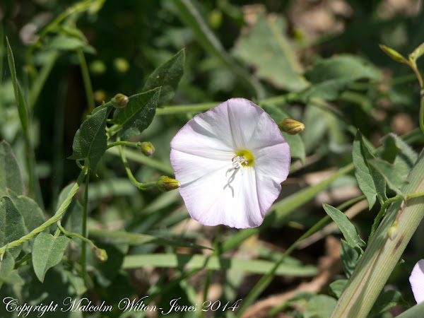 Bindweed | Project Noah